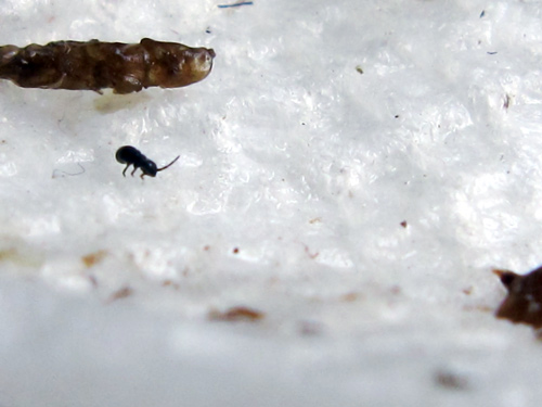 Springtails - FlyTrapCare Forums